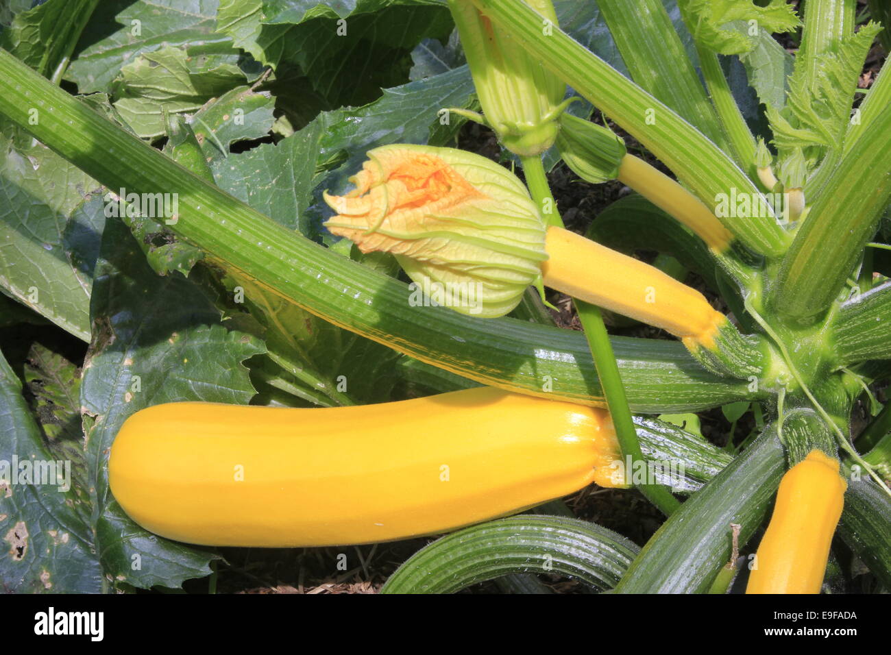 Yellow zucchini in the garden Stock Photo - Alamy