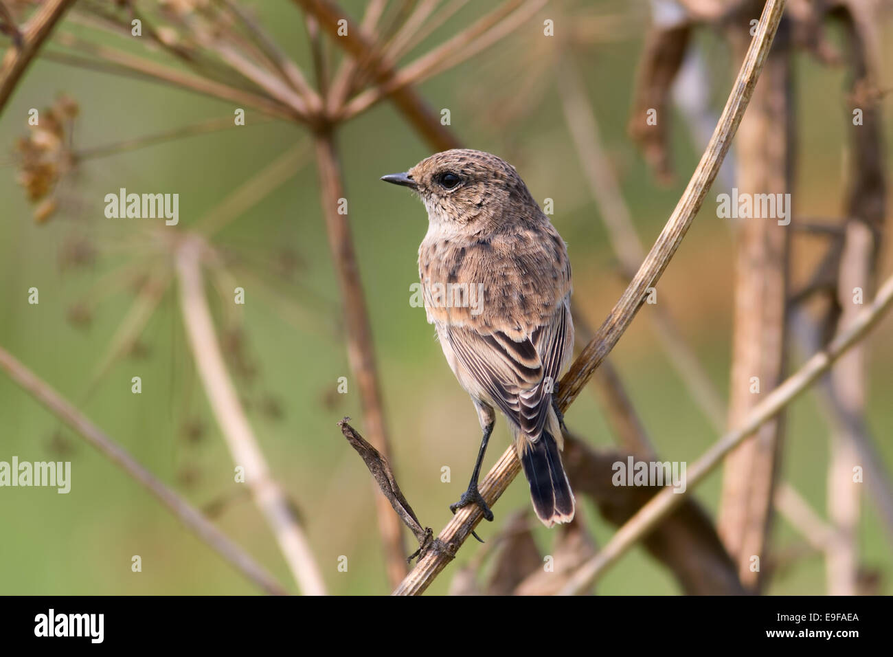 Siberian Stonechet Saxicola maurus Stock Photo - Alamy