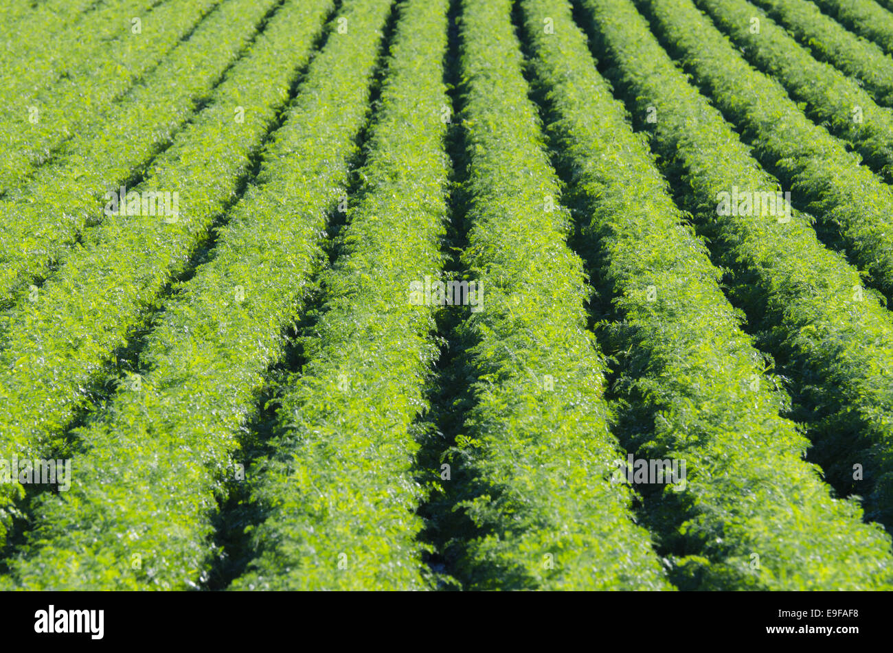 Rows on green plant Stock Photo - Alamy