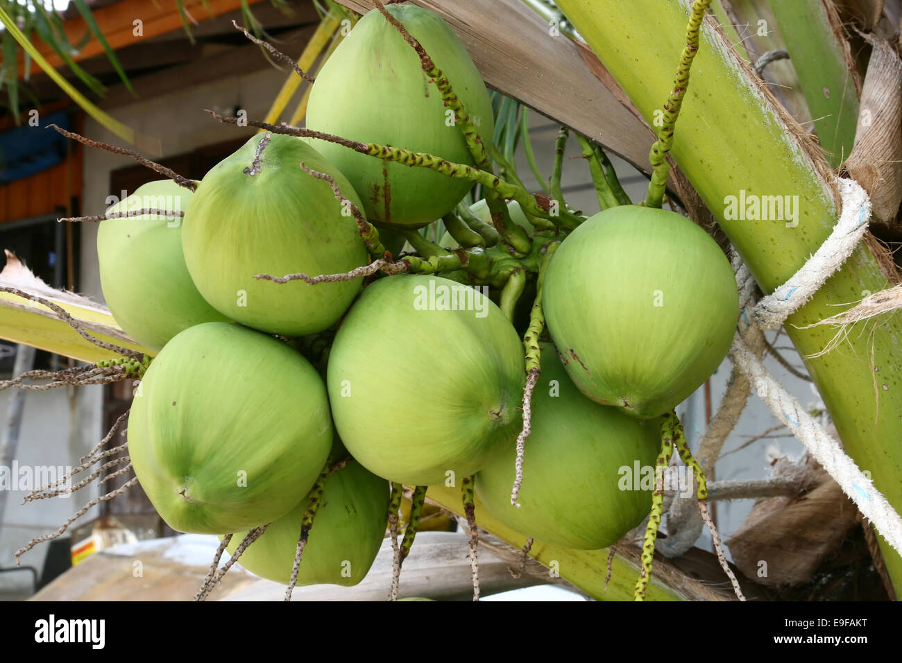 Coconut farm thailand hi-res stock photography and images - Alamy