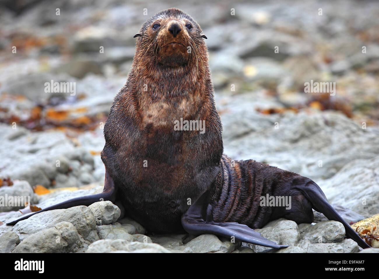 Peaceful colony hi-res stock photography and images - Alamy