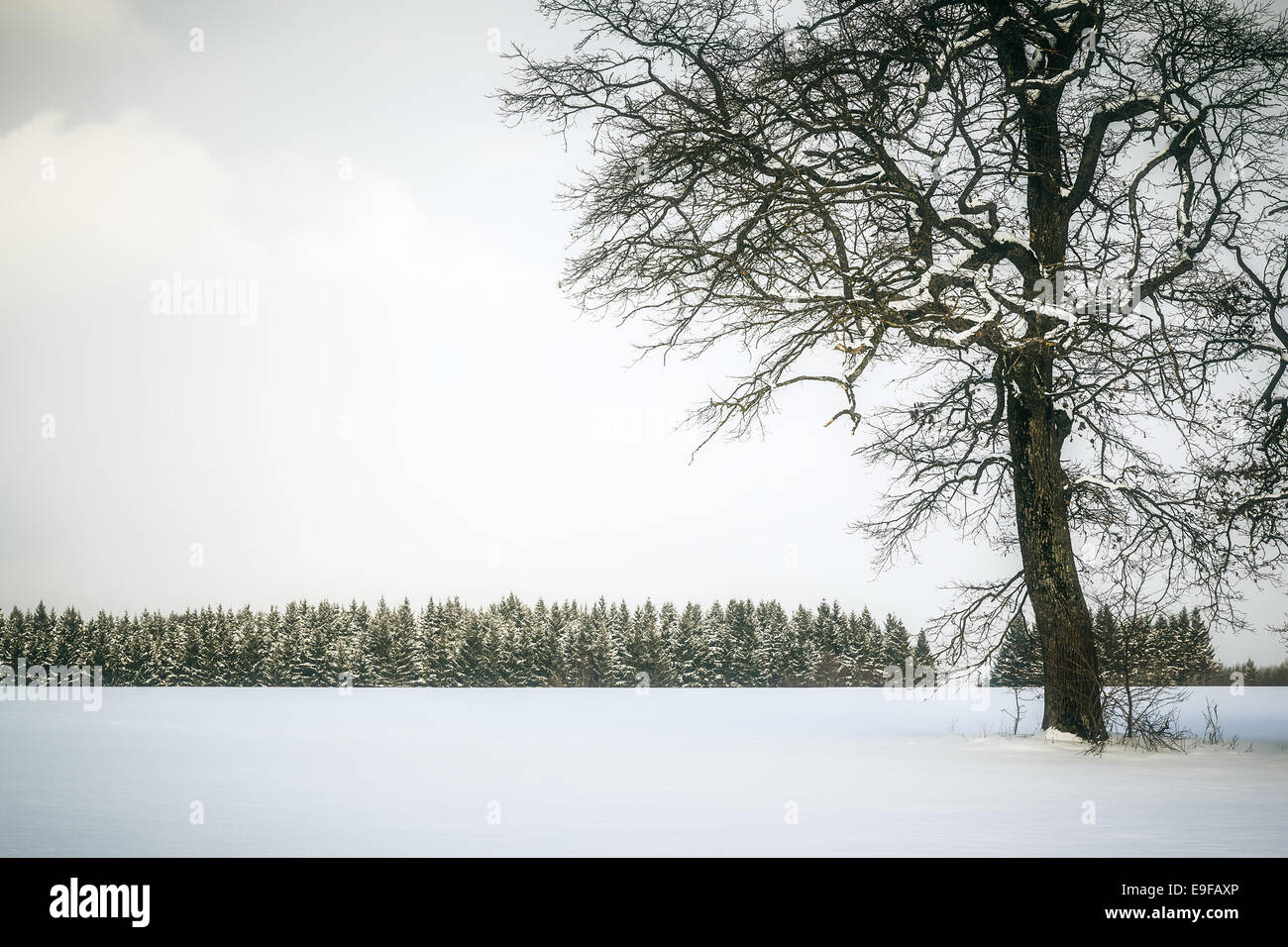 Tree field snow single winter scene landscape oak white hi-res stock ...