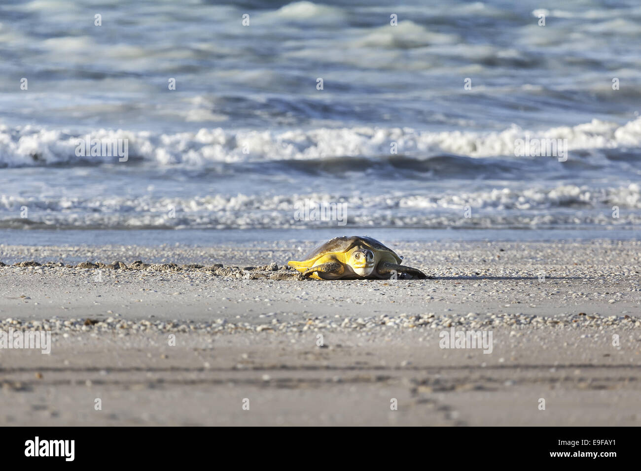 turtle at the beach Stock Photo - Alamy
