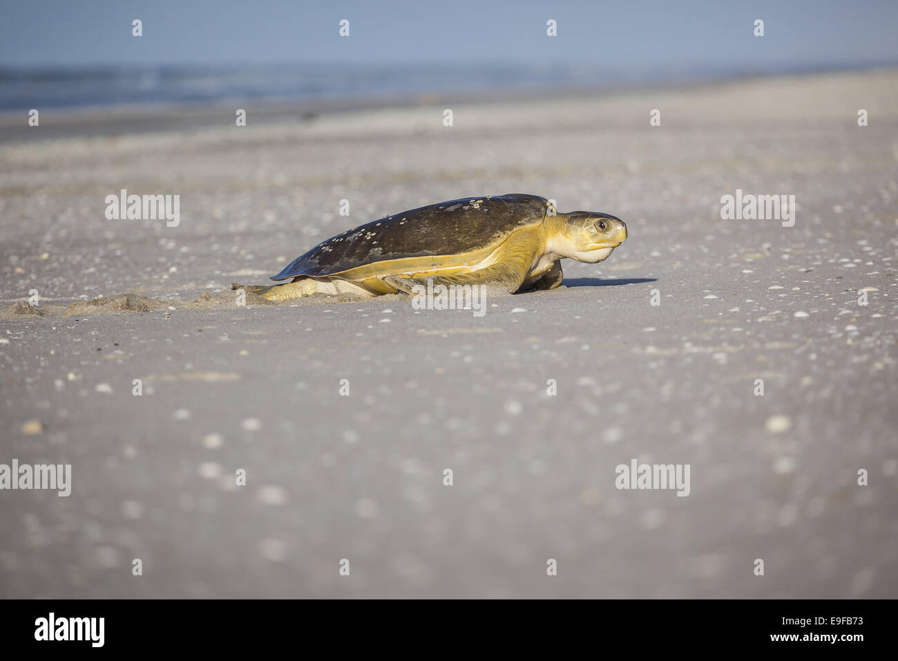 turtle at the beach Stock Photo - Alamy