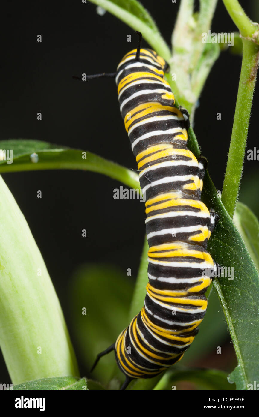 Caterpillar of the monarch butterfly hi-res stock photography and ...