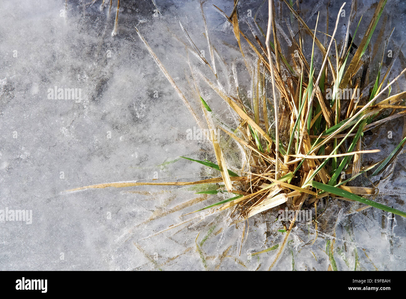 Ice and grass Stock Photo - Alamy