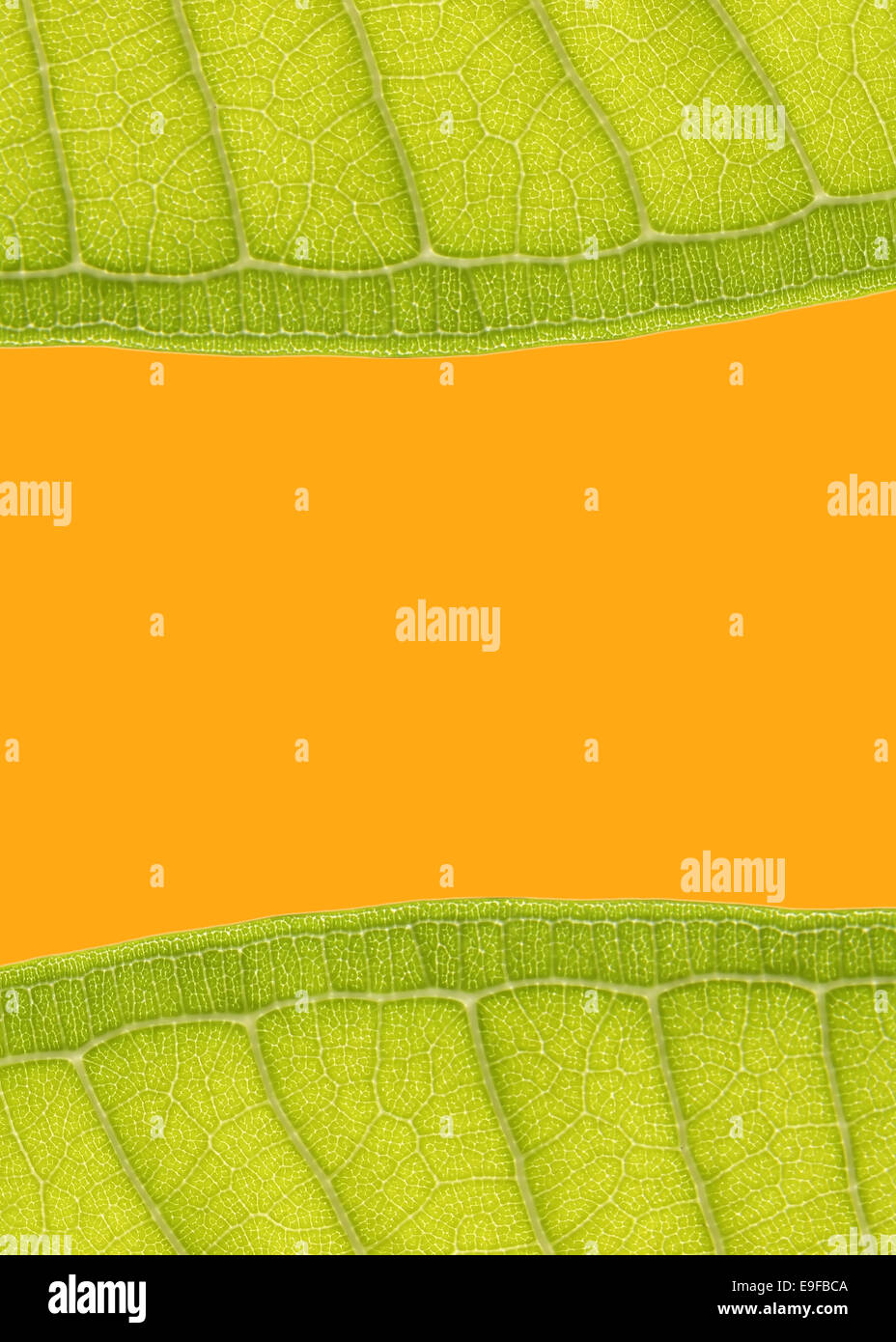 Rich green color frame hi-res stock photography and images - Alamy