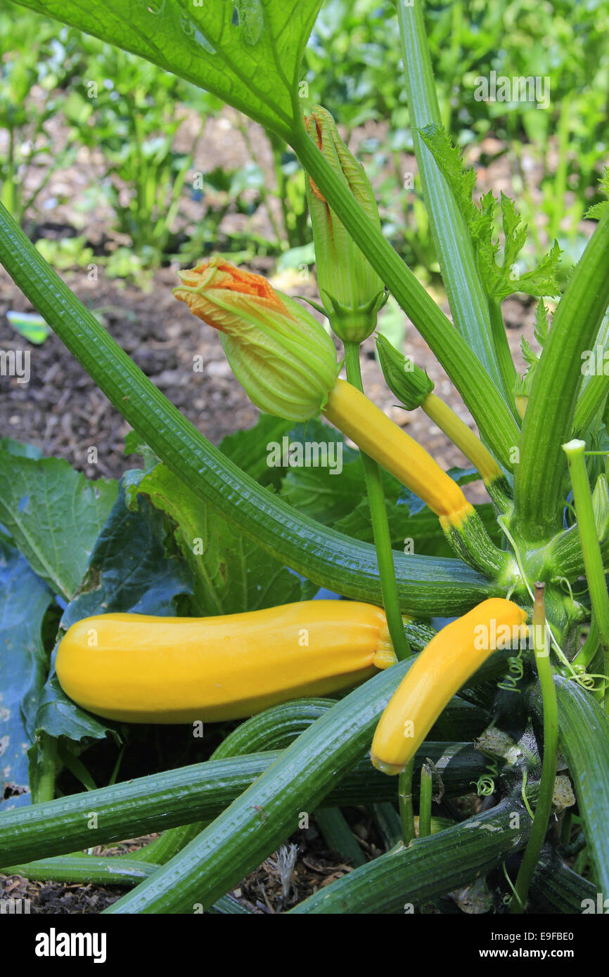 Courgette plant hi-res stock photography and images - Alamy