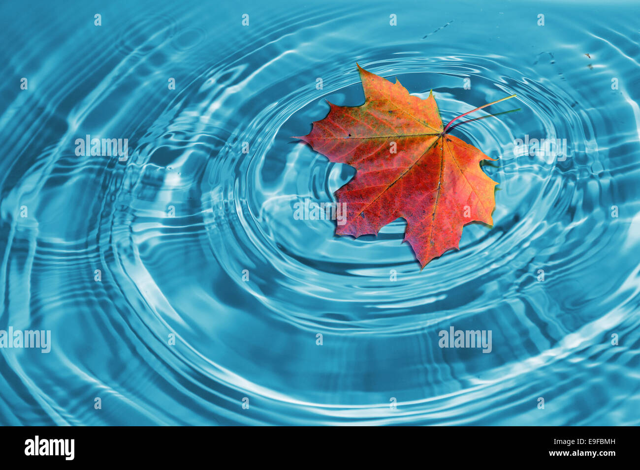 Water falling on leaves hi-res stock photography and images - Alamy
