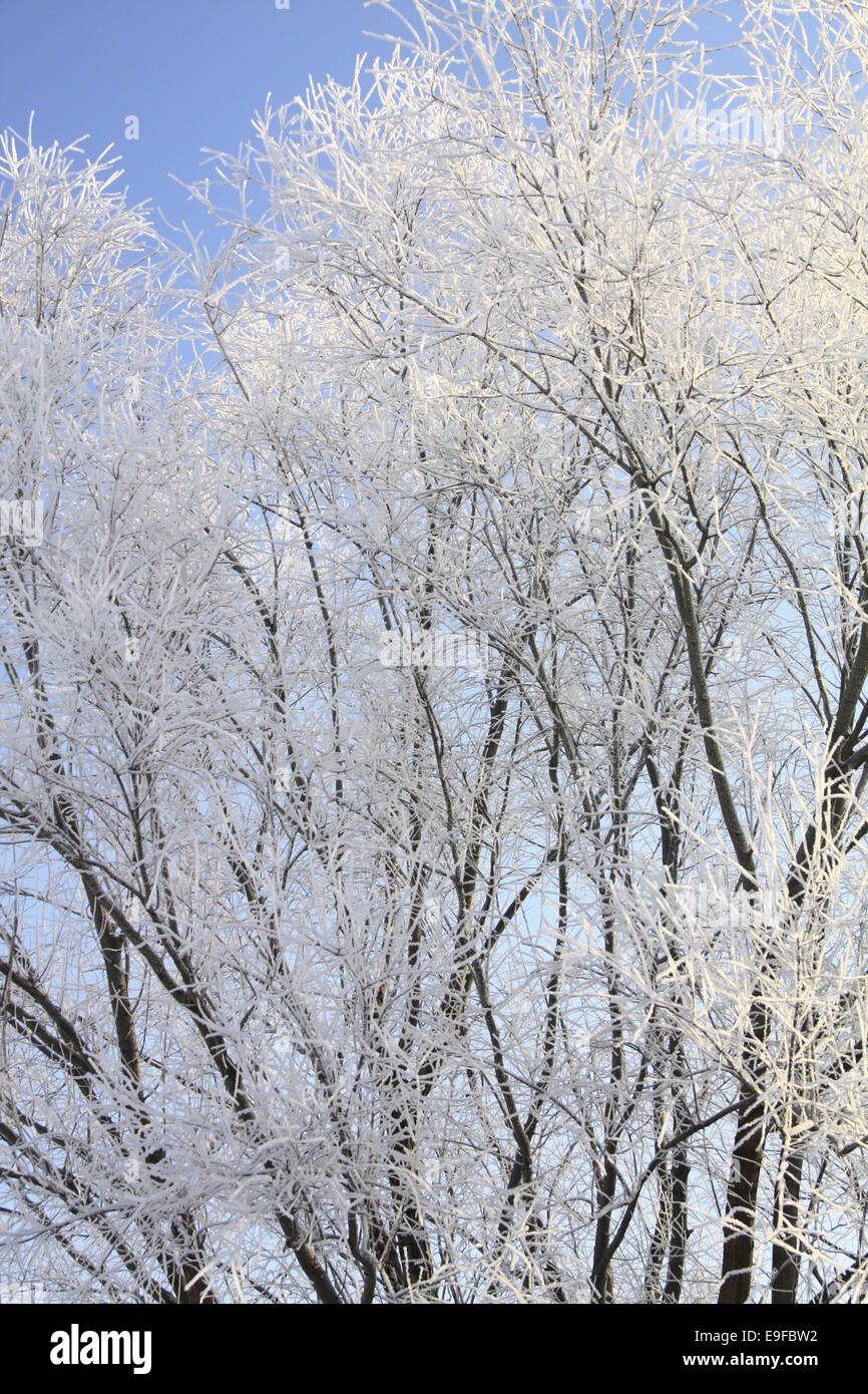 Hoar frost hi-res stock photography and images - Alamy