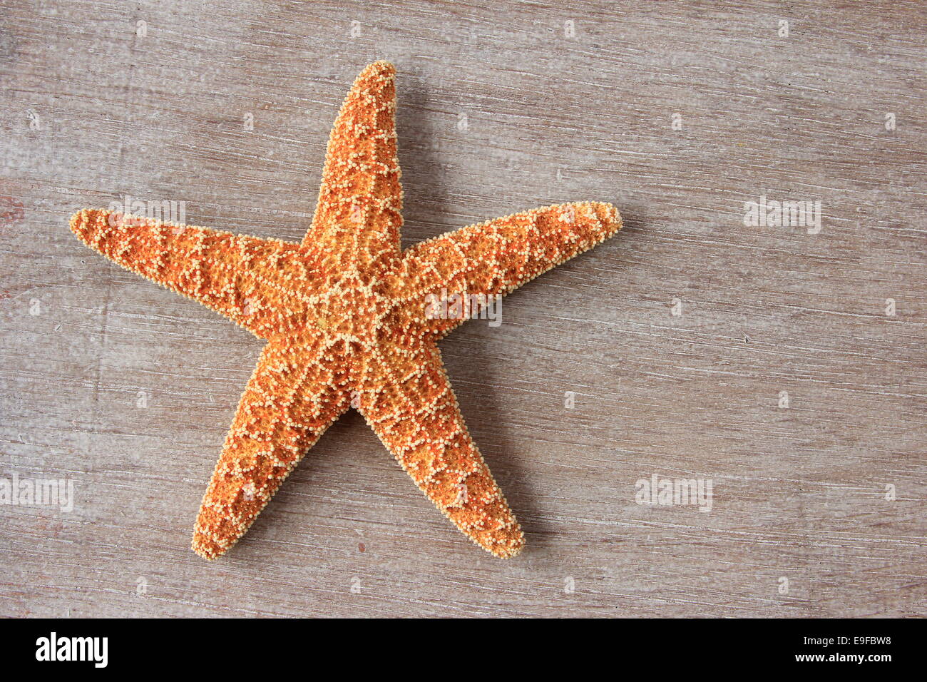 Starfish (Asterias rubens), North Sea Stock Photo - Alamy