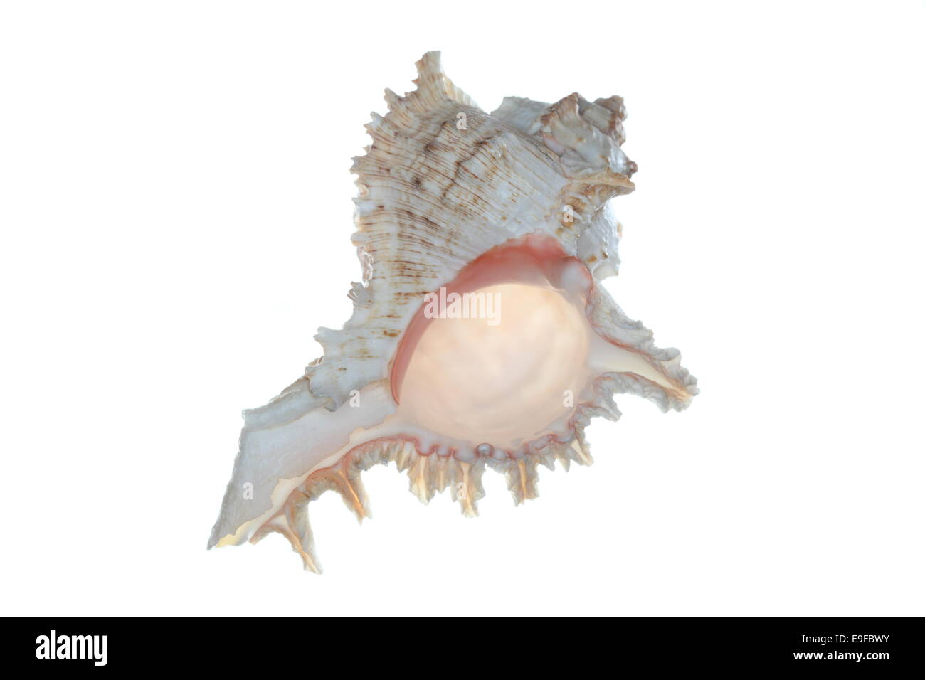 sea shell picture Stock Photo - Alamy