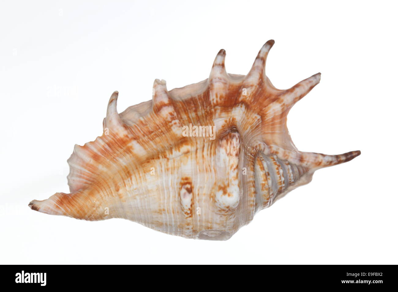 Struktur shell hi-res stock photography and images - Alamy