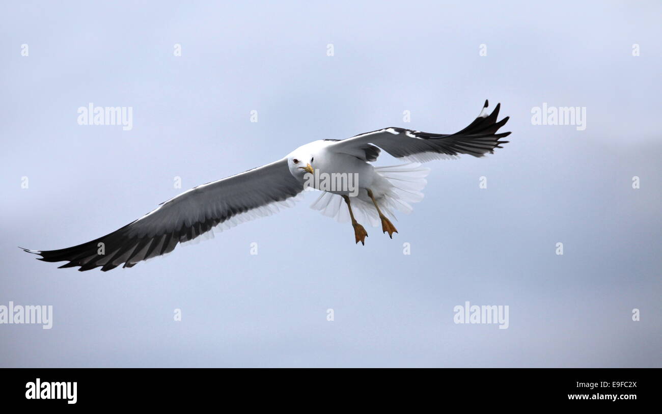 seagull in flight Stock Photo - Alamy