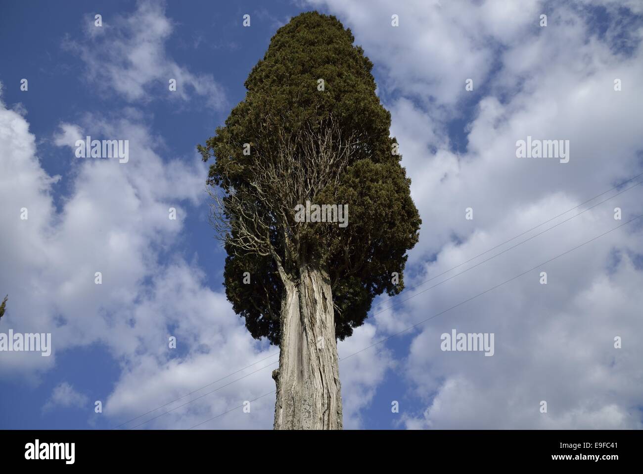 Cypress bush hi-res stock photography and images - Alamy