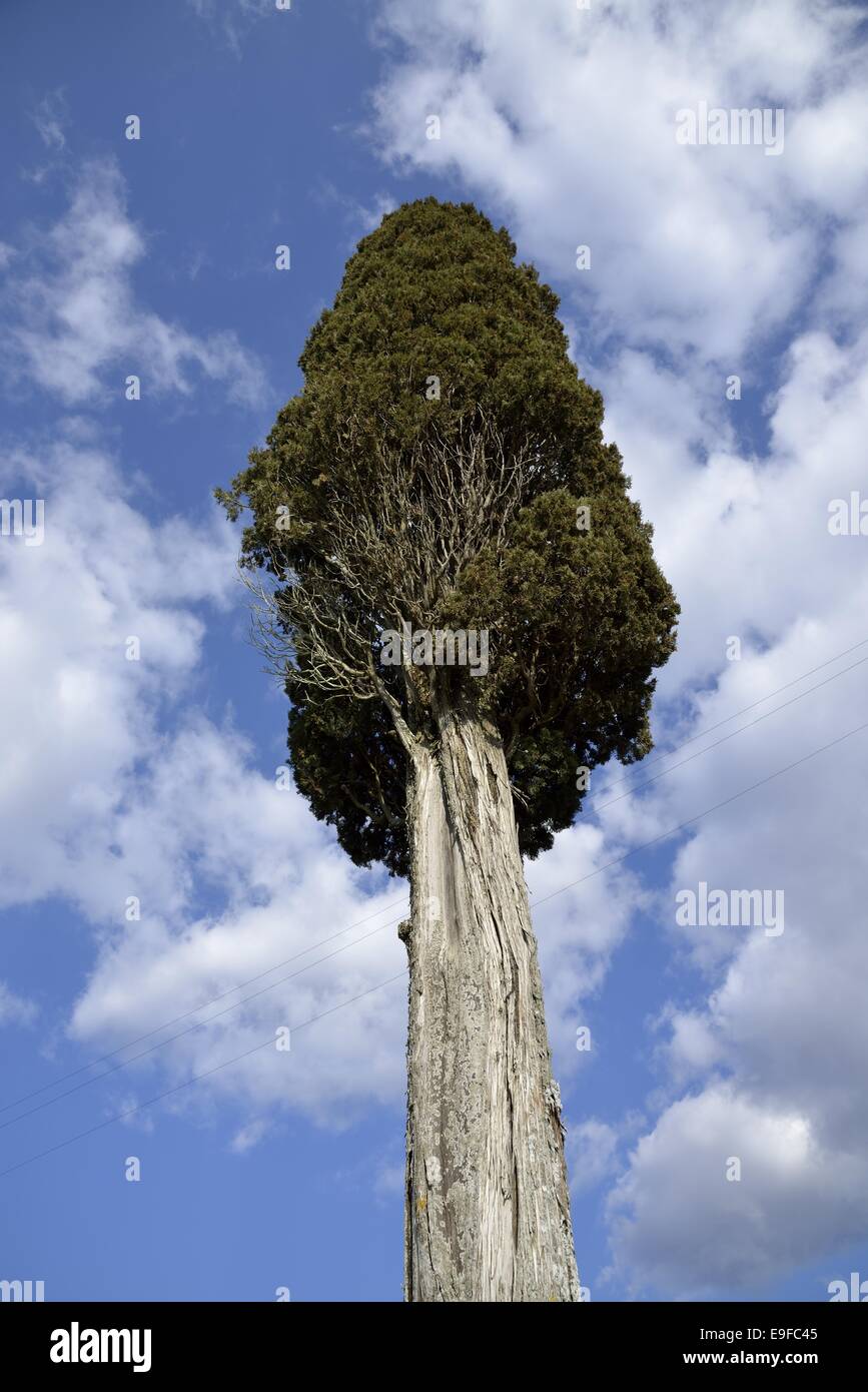 Multiple cypress trees hi-res stock photography and images - Alamy