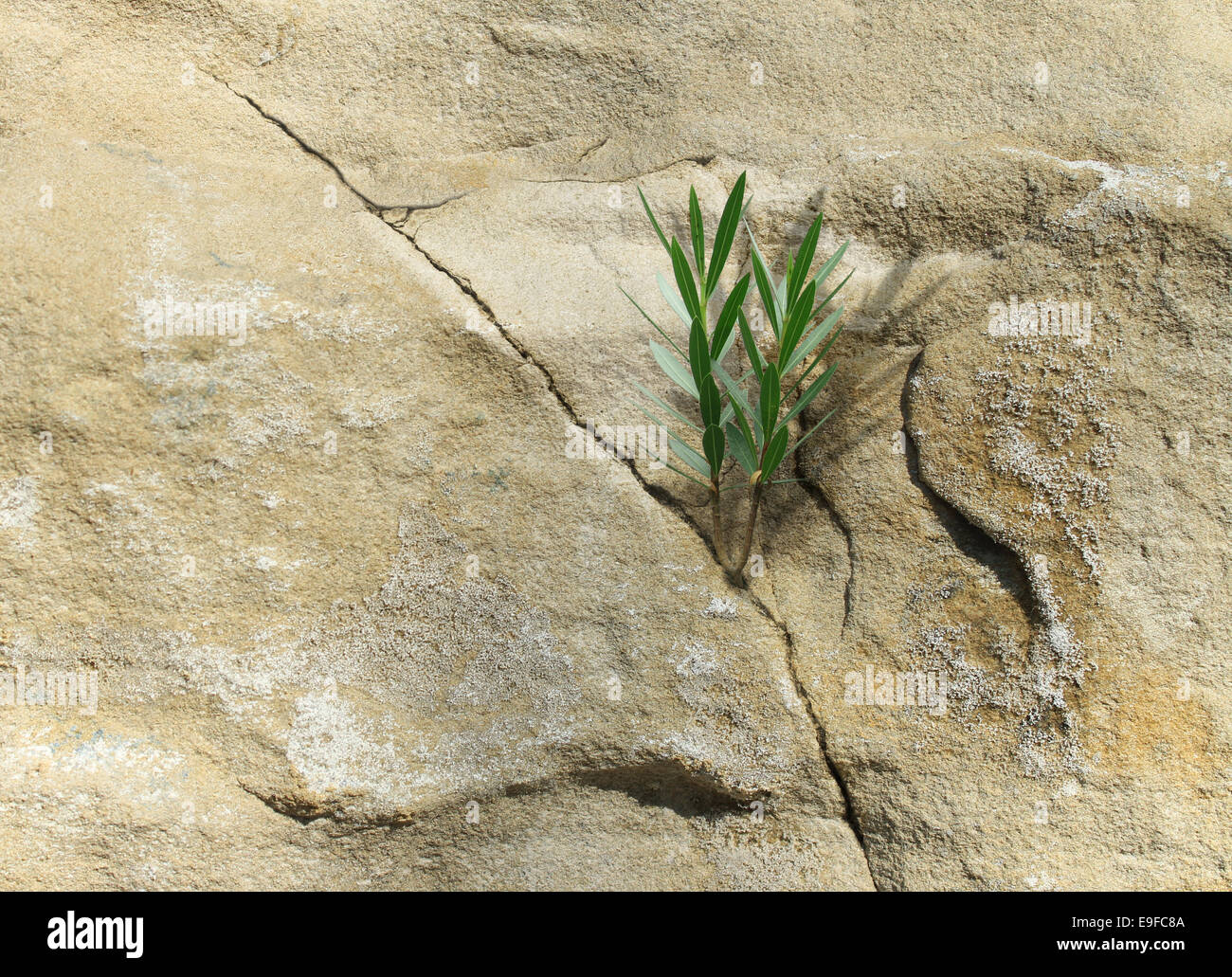 birth of a plant Stock Photo - Alamy