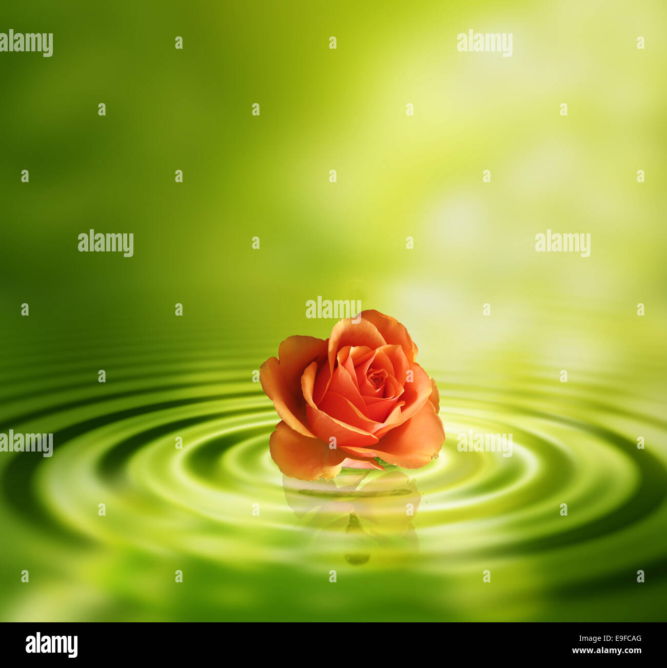 Rose in water Stock Photo - Alamy