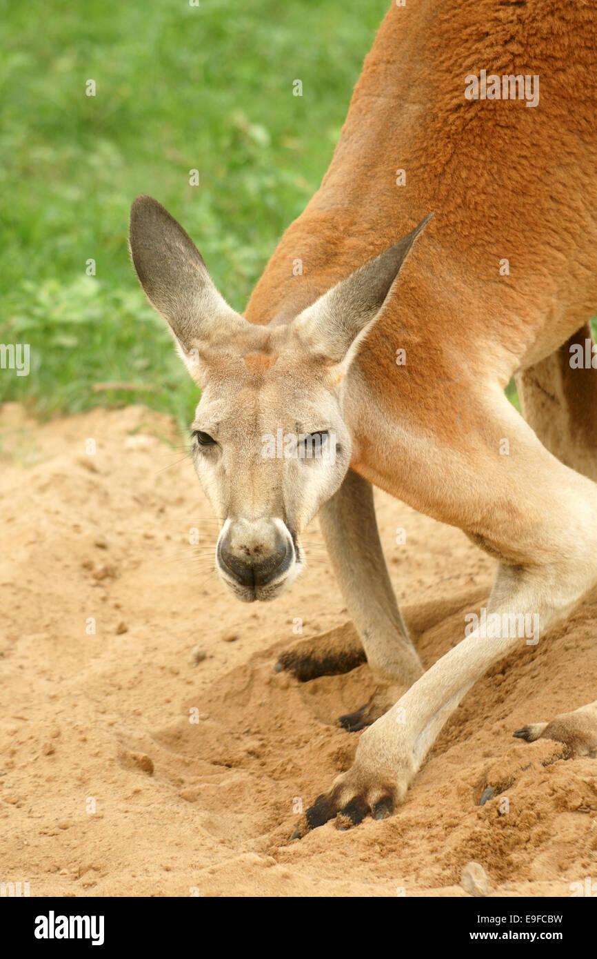 Skippy the kangaroo hi-res stock photography and images - Alamy