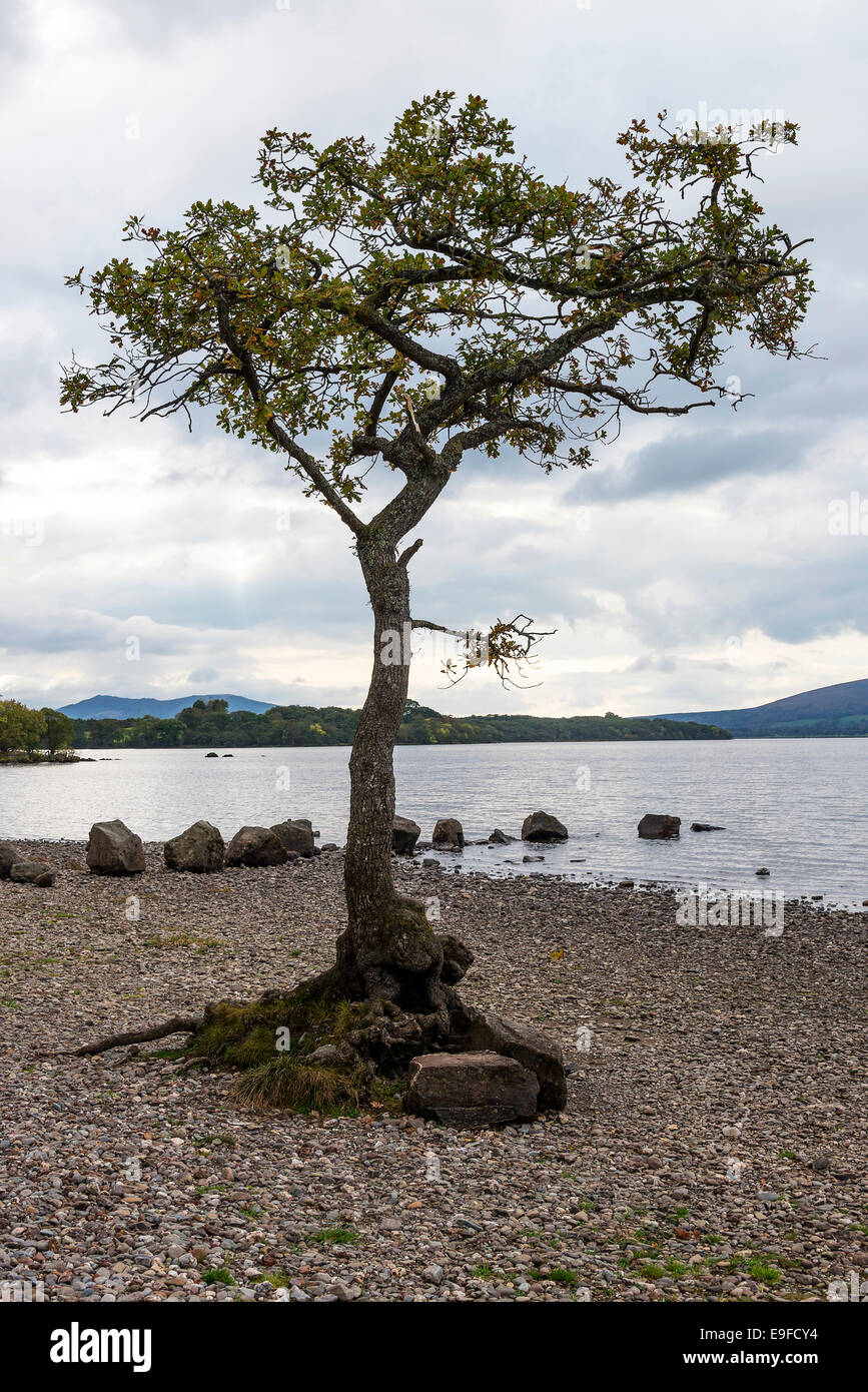 Exposed tree root system hi-res stock photography and images - Alamy