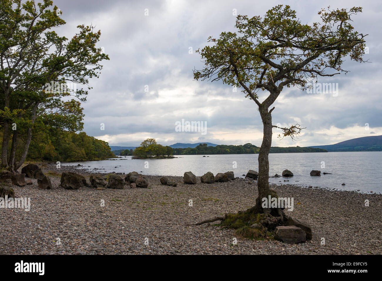 Exposed tree root system hi-res stock photography and images - Alamy