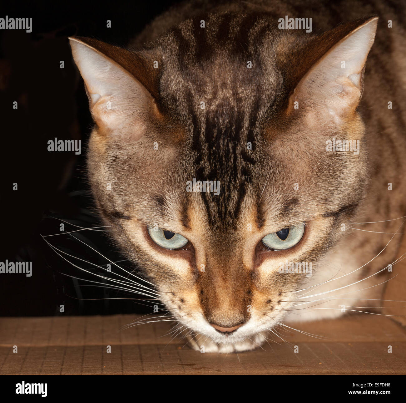 Cat peering hi-res stock photography and images - Alamy
