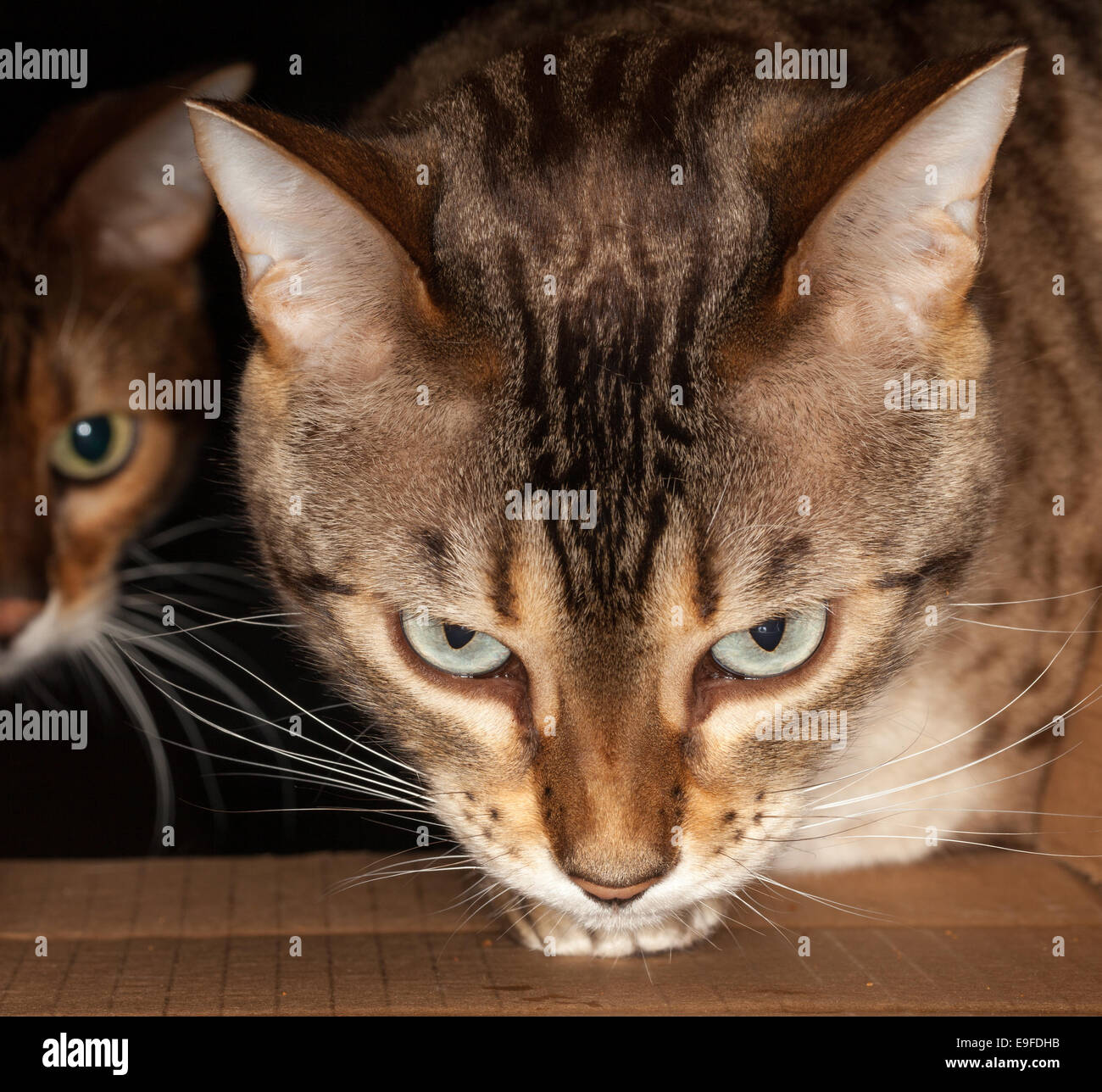 Bengal cat peering through cardboard box Stock Photo - Alamy Bengal cat peering through cardboard box Stock Photo - Alamy