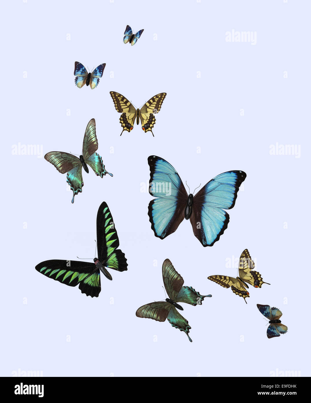 Beautiful butterflies in different hi-res stock photography and images ...