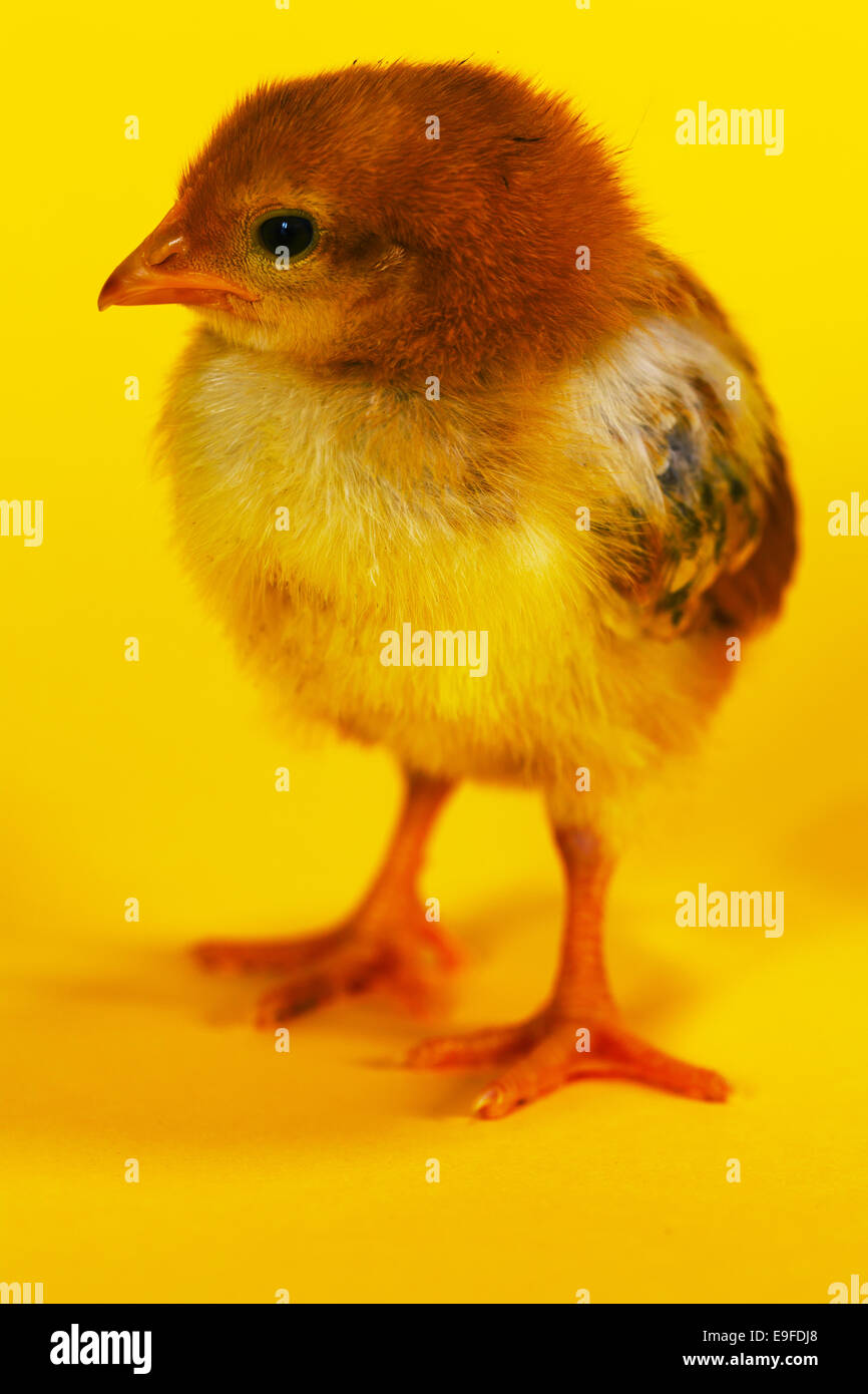 Small baby chicken Stock Photo - Alamy