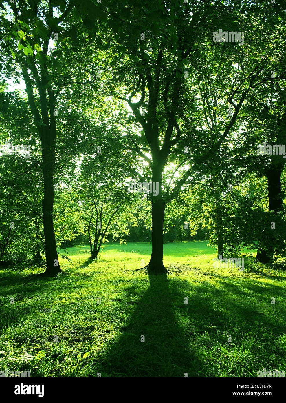 trees in a summer forest under bridht sun Stock Photo - Alamy