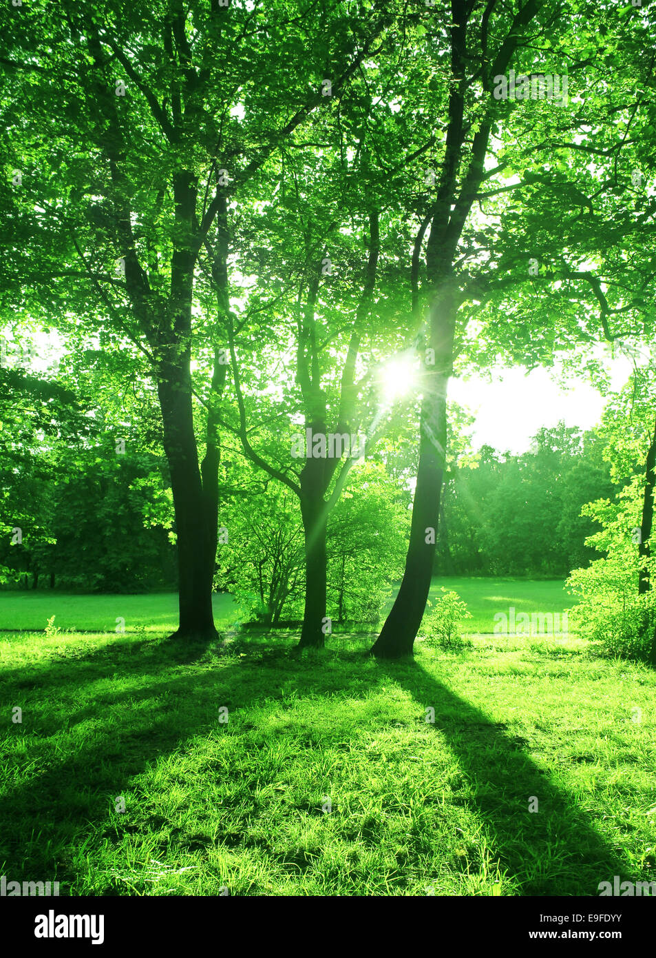 Outdoor trees in summer trees trees hi-res stock photography and images ...