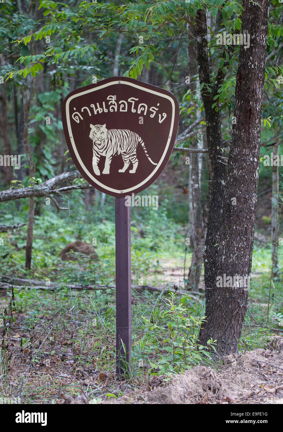 Tigers in thailand hi-res stock photography and images - Alamy