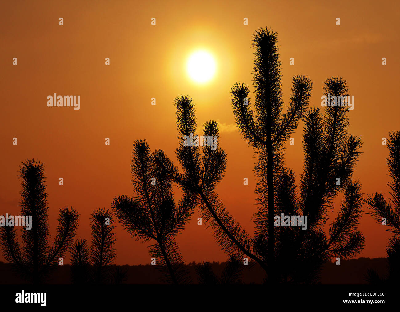 Pine against sunset Stock Photo - Alamy