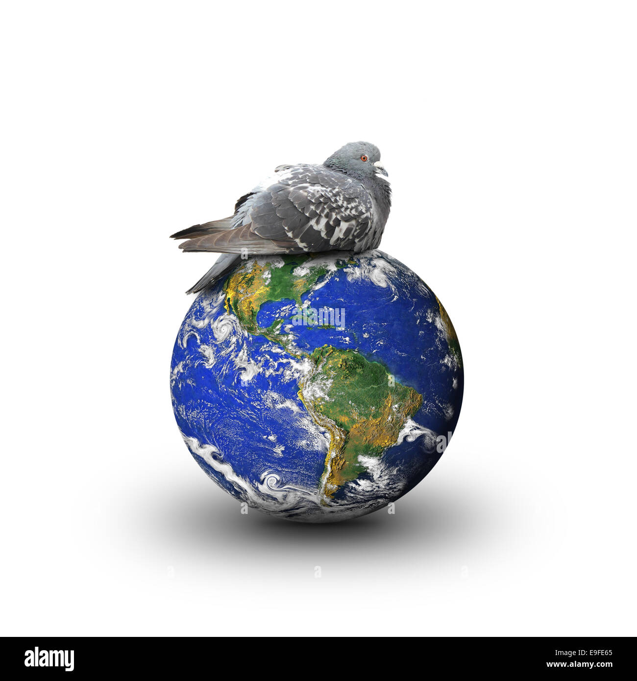 dove on the earth Stock Photo - Alamy