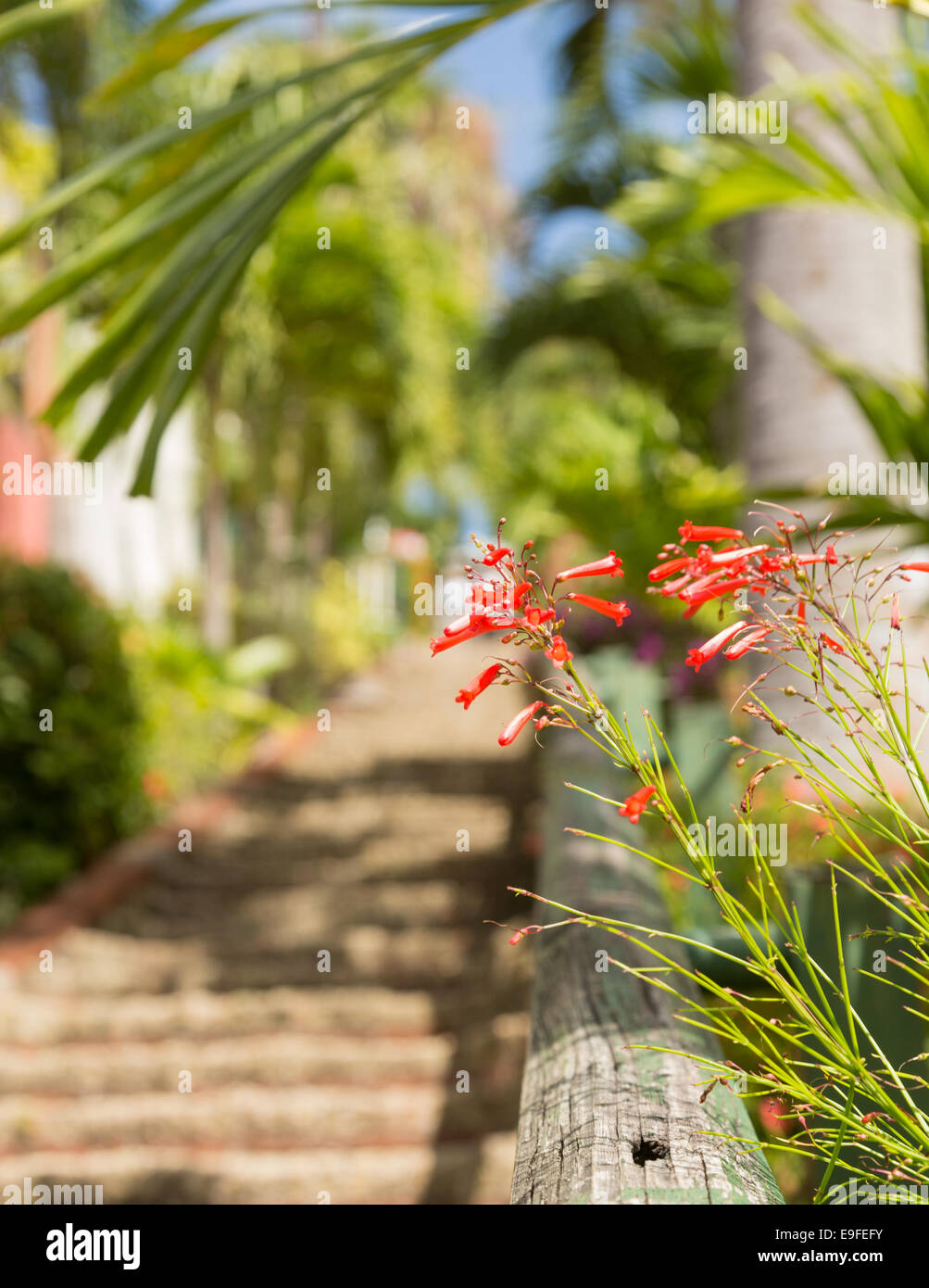 99 steps hi-res stock photography and images - Alamy