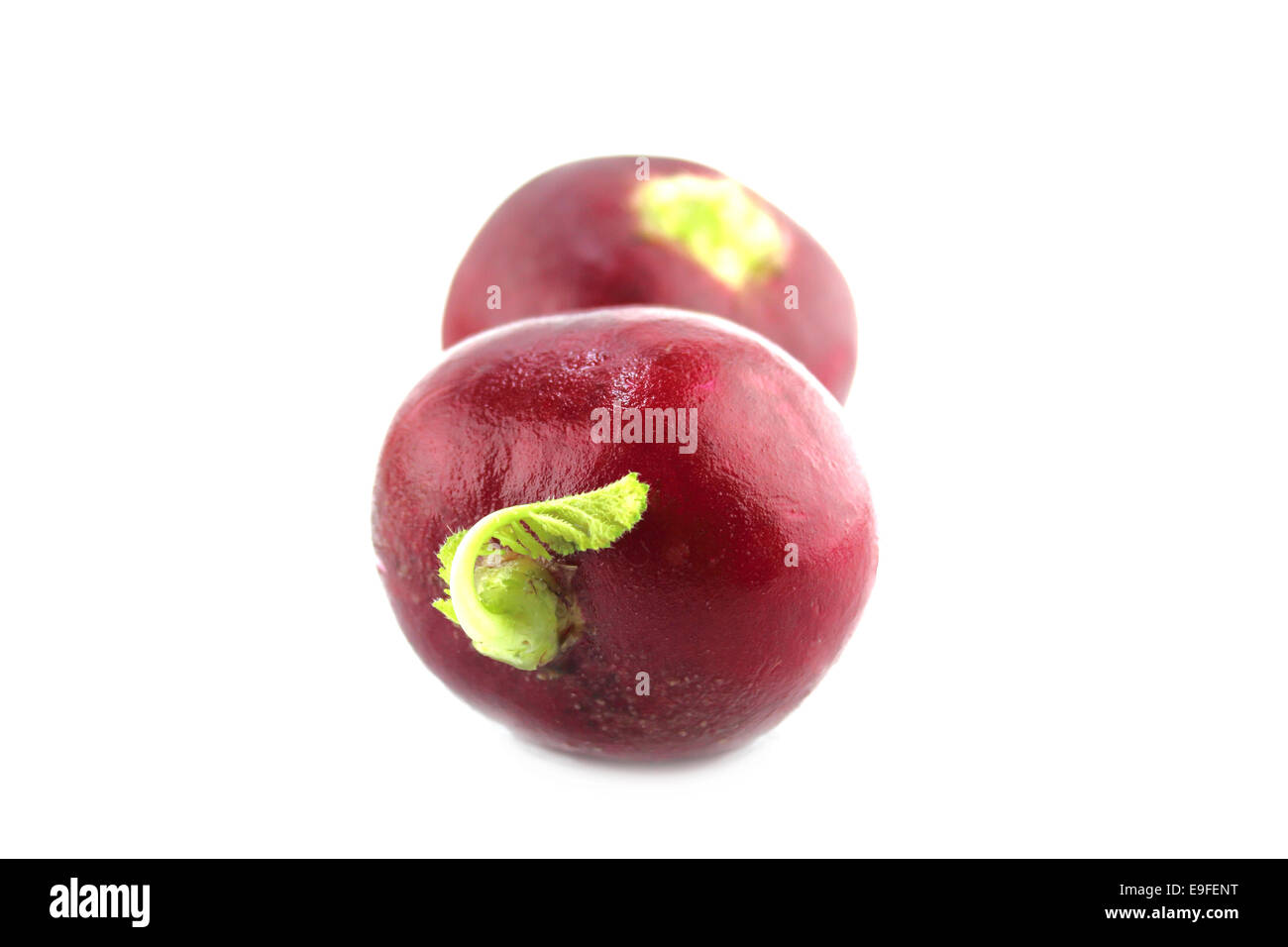 Bunch ripe red radish Cut Out Stock Images & Pictures - Alamy