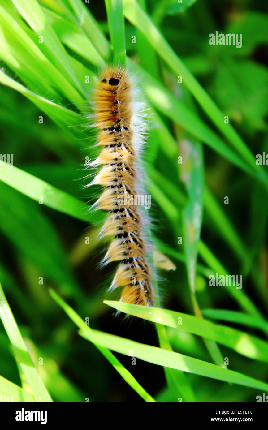 Hanging worm hi-res stock photography and images - Alamy