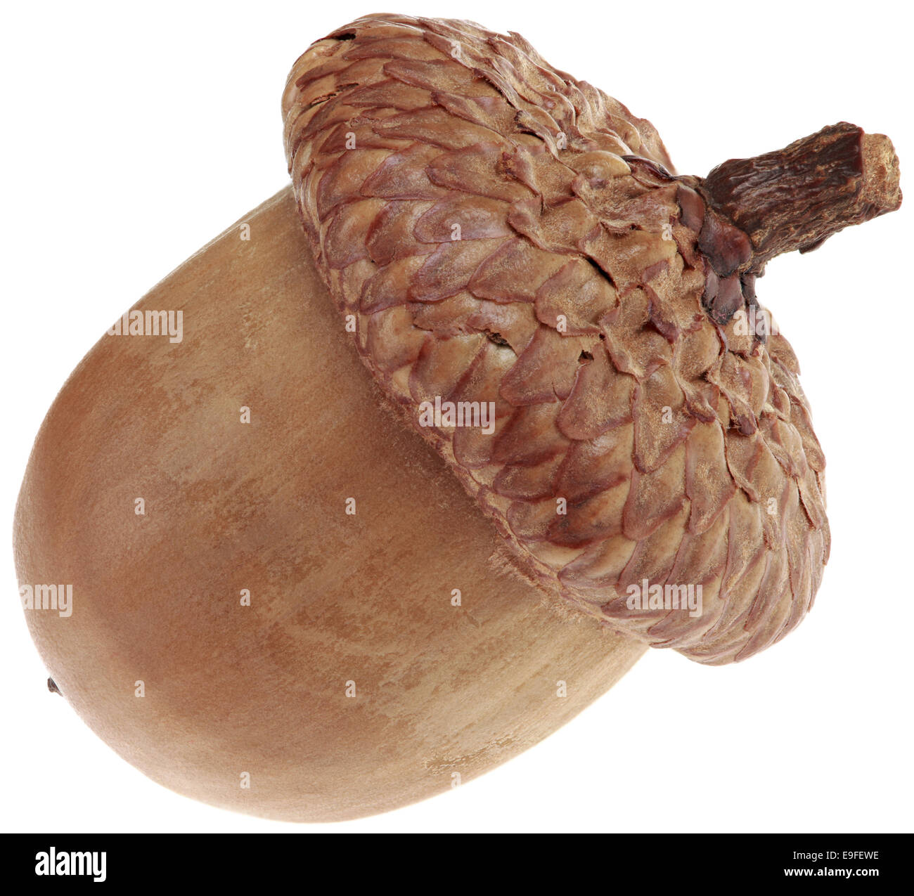 One Acorn Cutout Stock Photo - Alamy