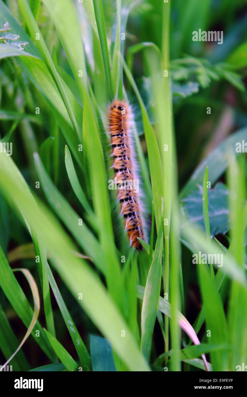 Worm pattern hi-res stock photography and images - Alamy