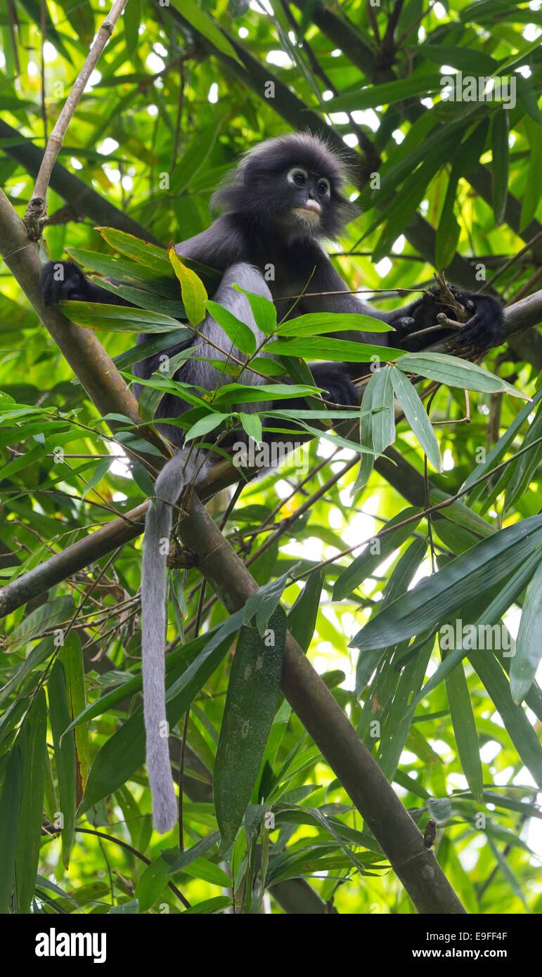 Dusky Leaf Monkey (Trachypithecus obscurus) also known as Spectacled ...