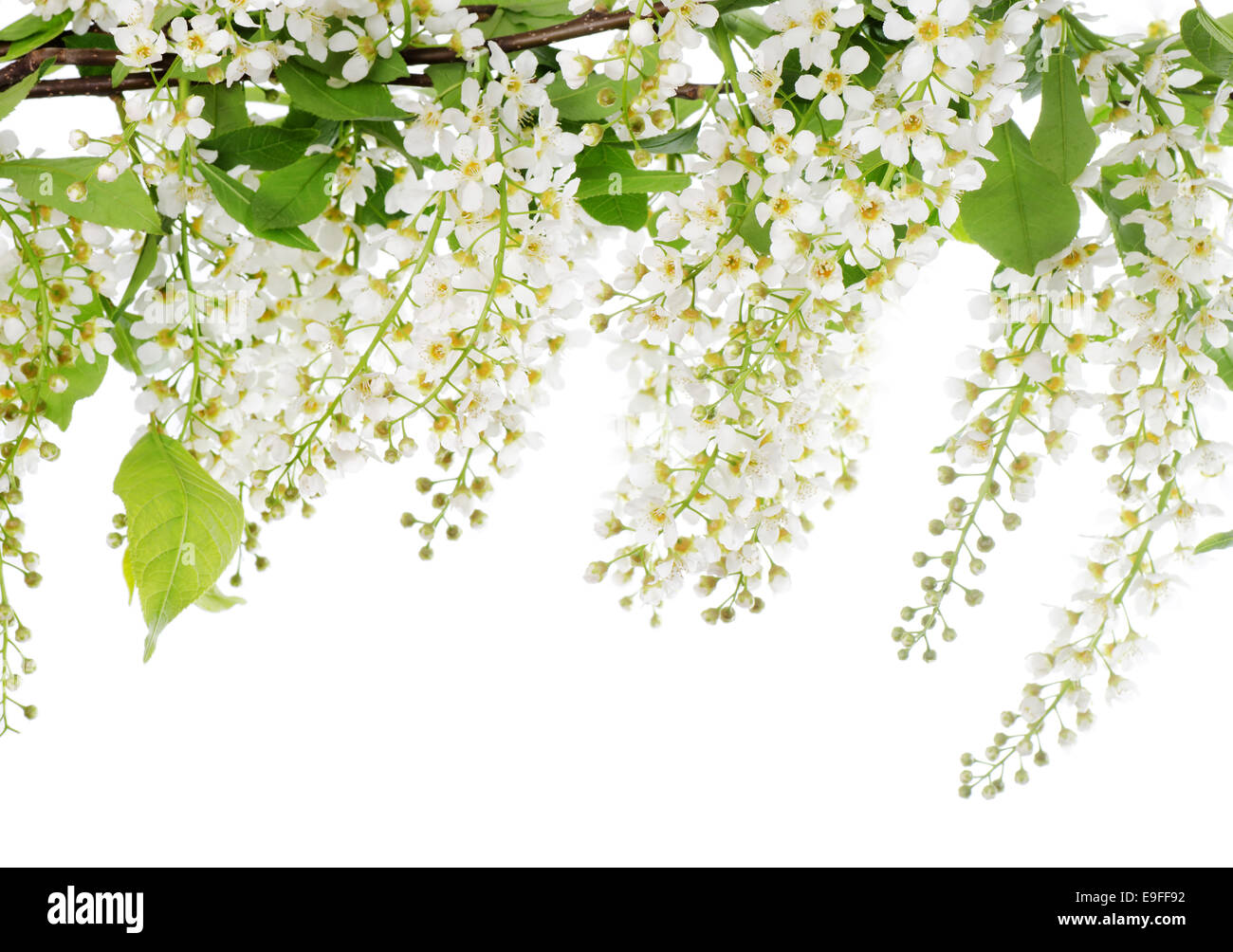 Bird cherry branch isolated Stock Photo - Alamy