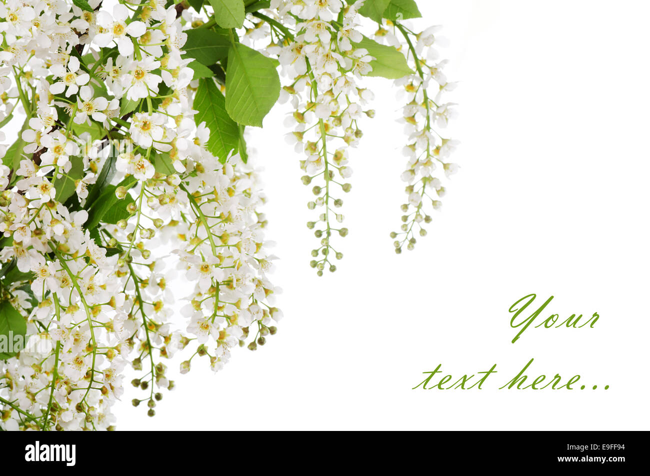 Bird cherry branch isolated Stock Photo - Alamy