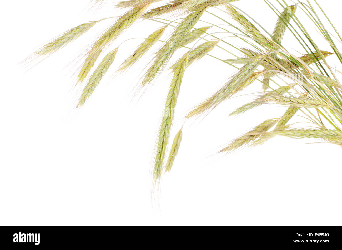 The fresh wheat isolated on white Stock Photo - Alamy