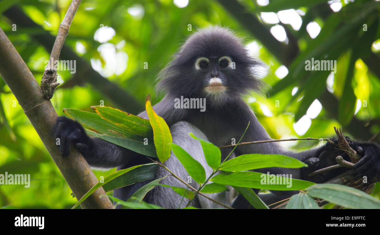 Dusky Leaf Monkey (Trachypithecus obscurus) also known as Spectacled ...