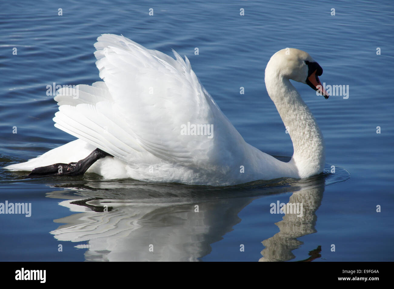 Swan wingspan hi-res stock photography and images - Alamy