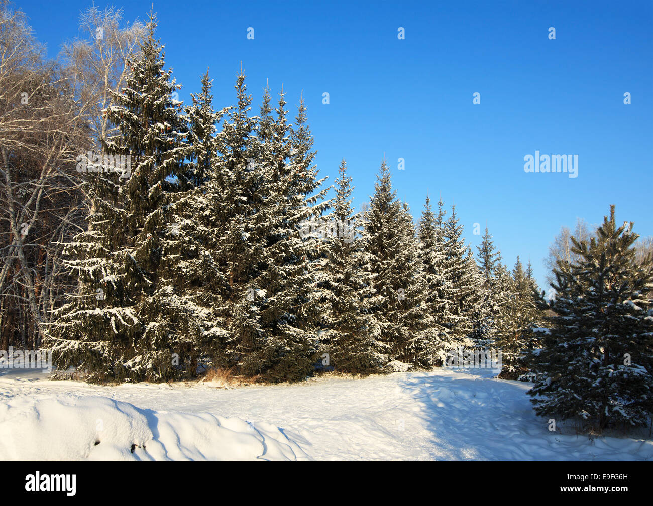 Beautiful winter forest. Frost on the trees Stock Photo - Alamy