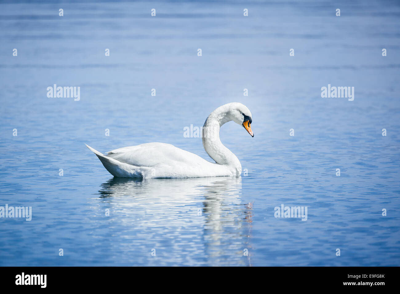 Haze swan hi-res stock photography and images - Alamy