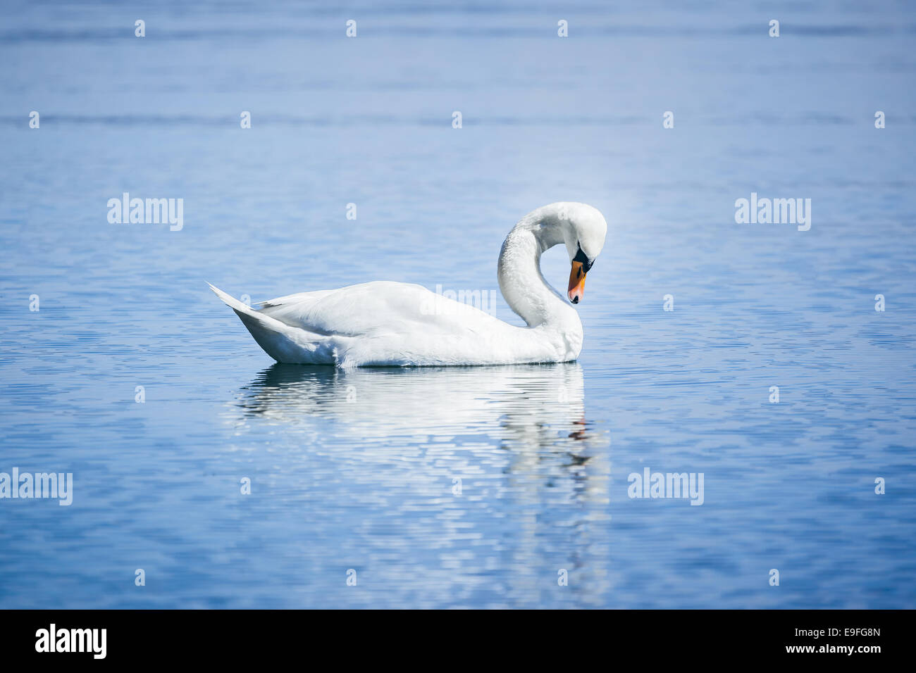 Haze swan hi-res stock photography and images - Alamy