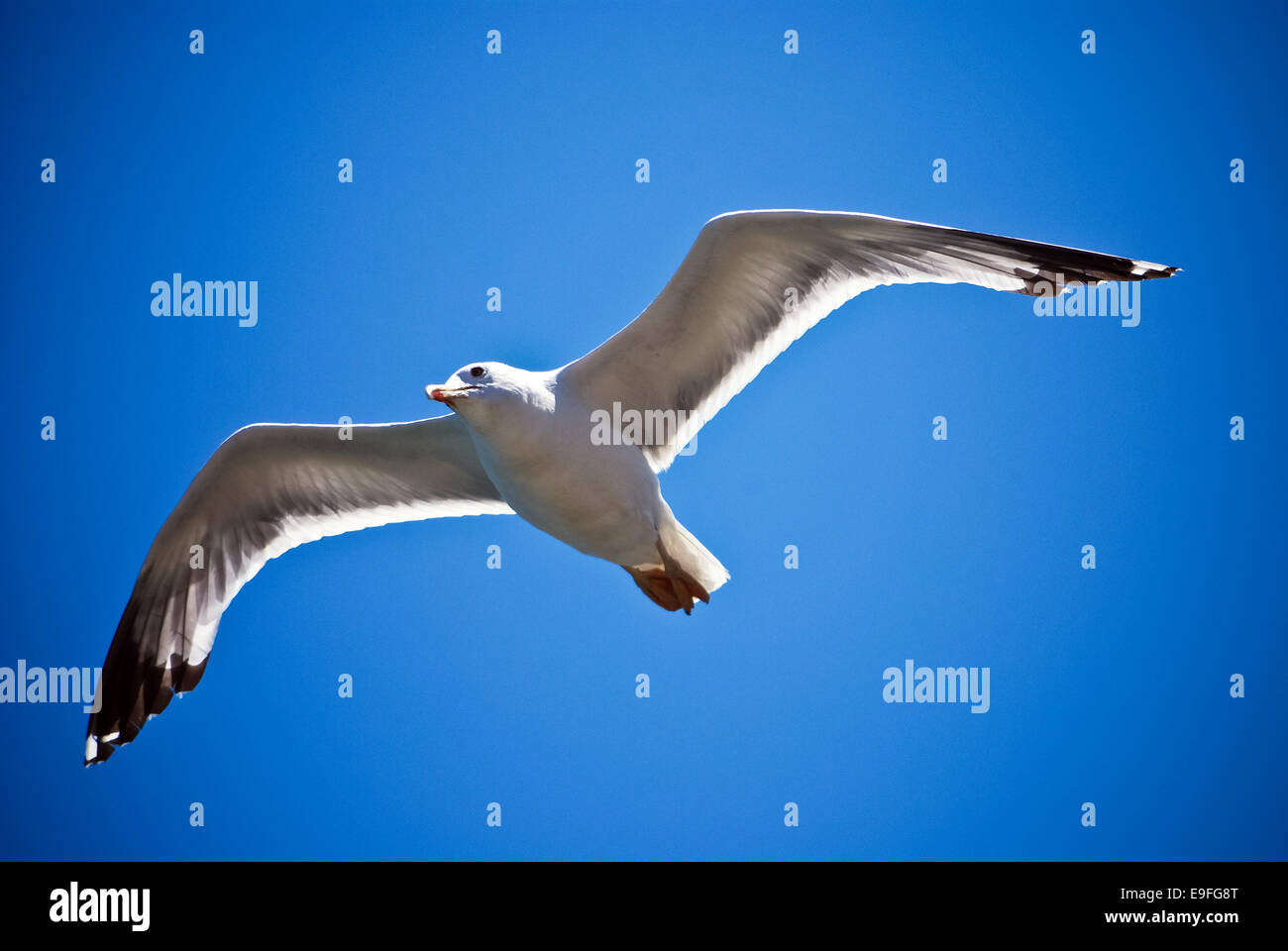 Flying seagul hi-res stock photography and images - Alamy