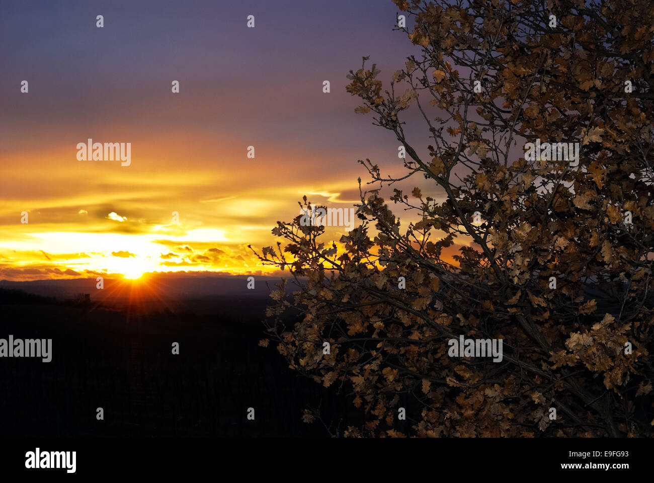 Oak leaves and sunset Stock Photo - Alamy